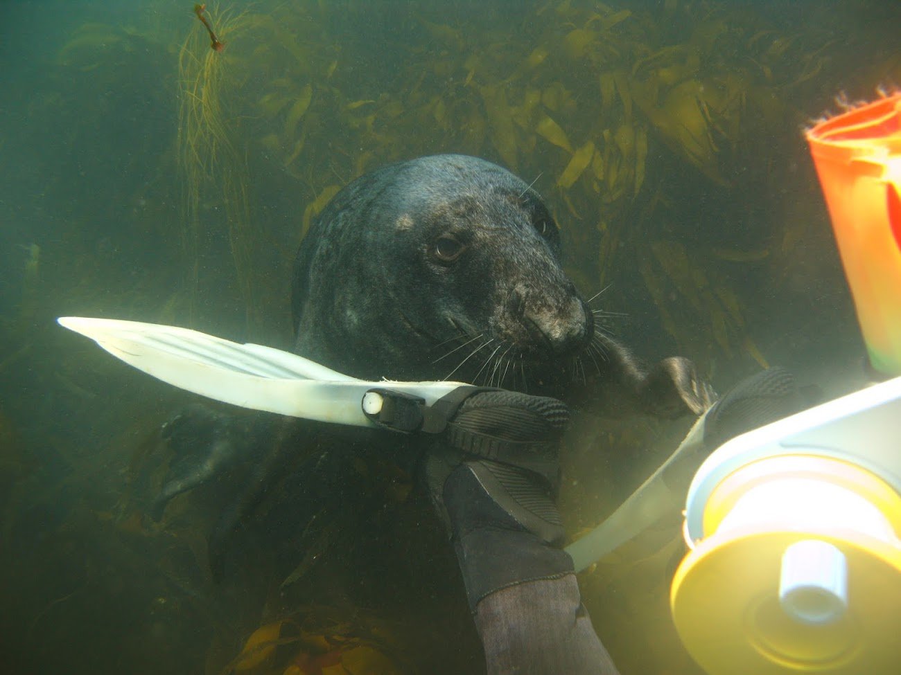 Expeditions - Bournemouth and Poole Diving Club